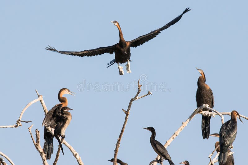 Family of darters stock image. Image of true, darter - 85727893