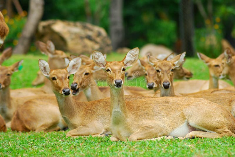 Family deer stock image. Image of fresh, look, park, creature - 11644319