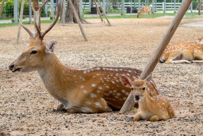 Family Deer in the Farm. Relax Time on Day Stock Photo - Image of ...