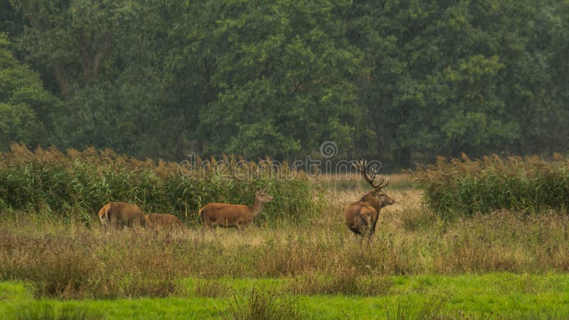 Family deer stock image. Image of bull, family, stag - 60050517