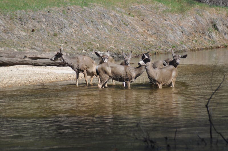 Family of Deer Resting in the Tall Grass Stock Photo - Image of view ...
