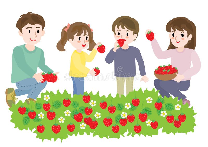 The Family Doing Strawberry Picking. Stock Vector - Illustration of ...