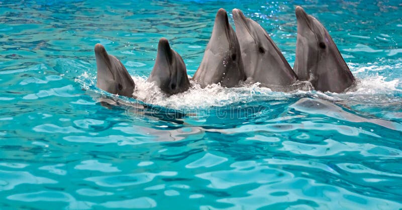 Family of dolphins dances stock image. Image of wildlife - 28215413