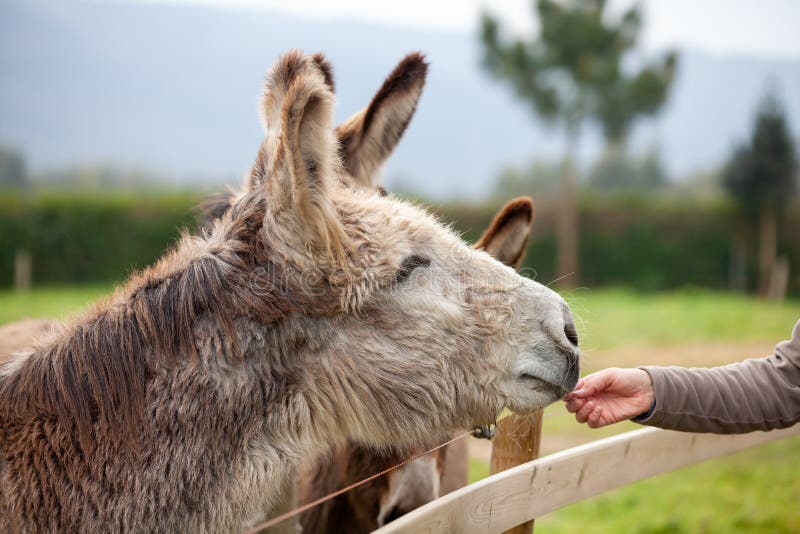 Family of Donkeys Outdoors in Spring Stock Image - Image of animal ...