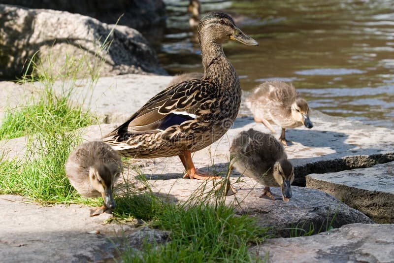 Family Of Ducks Walking A Straight Line In Front Stock Image - Image of ...
