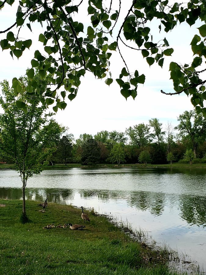 Family of Ducks at the Lake from Afar Stock Image - Image of waterway ...