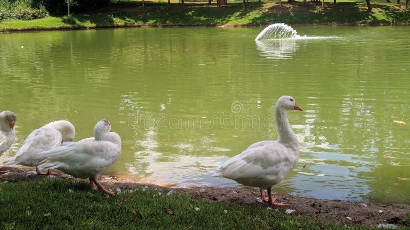 Family of Ducks Walking Freely in the Zoo Stock Photo - Image of ...