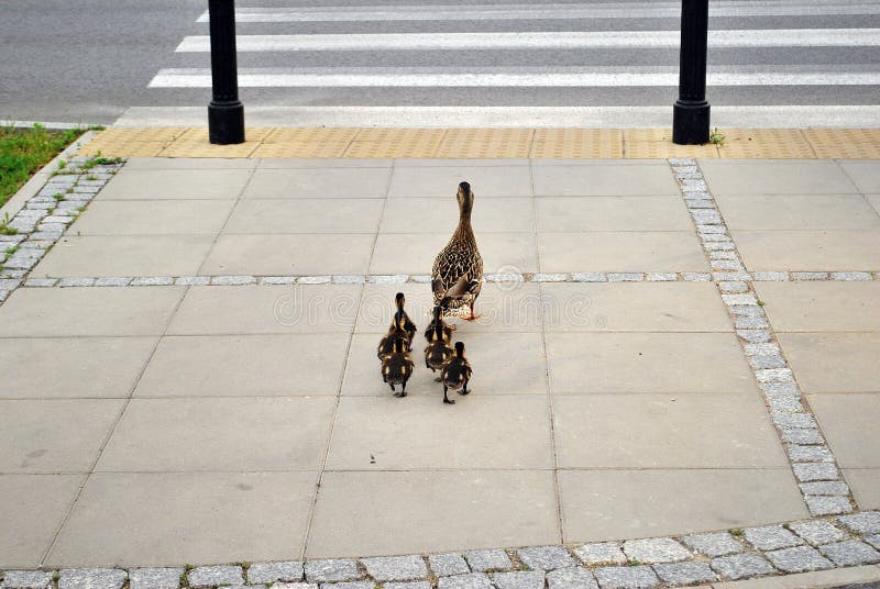 Family of Ducks Walking a Straight Line in Front Stock Photo - Image of ...