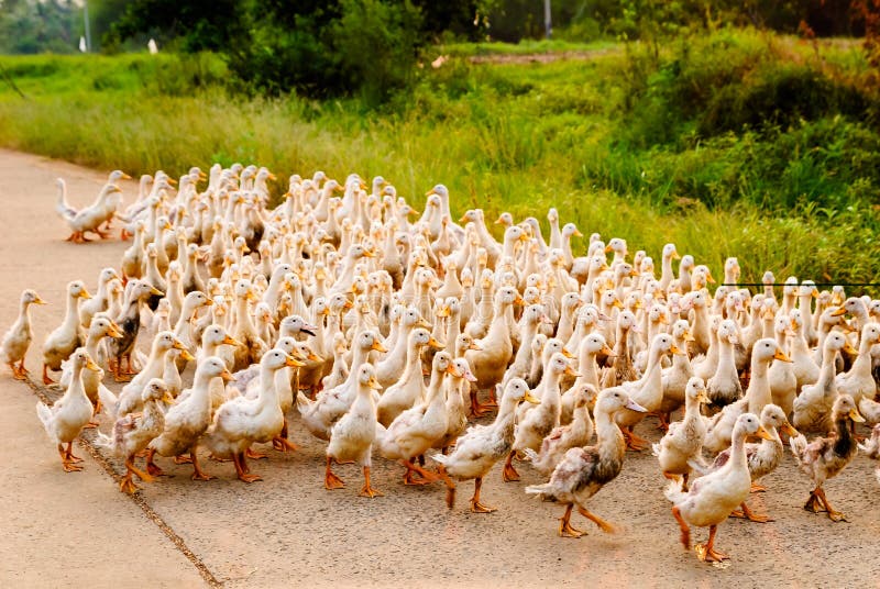 Family of Ducks Walking a Straight Line Stock Image - Image of journey ...