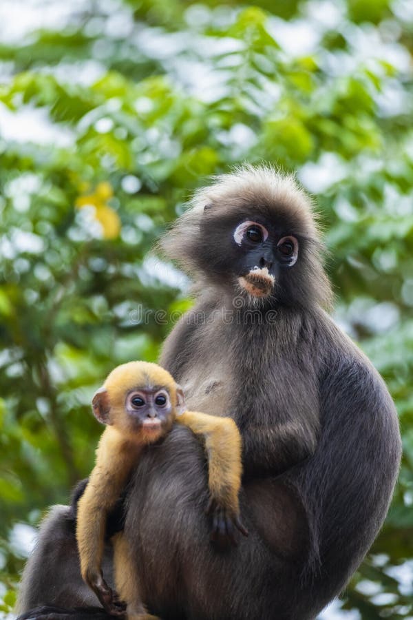 Family of Dusky Leaf Monkey or Spectacled Langur with Yellow Baby ...