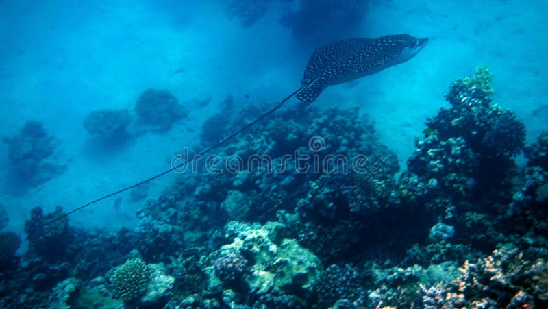Family Eagle Rays. Common Spotted Eagle Stock Photo - Image of great ...