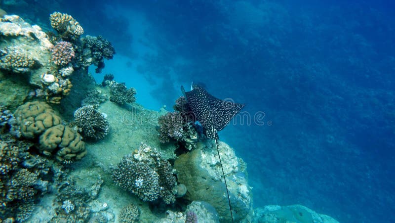 Family Eagle Rays. Common Spotted Eagle Stock Image - Image of egypt ...