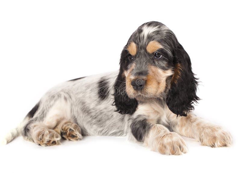 Family English Cocker Spaniel Dogs Stock Photo - Image of laid, head ...