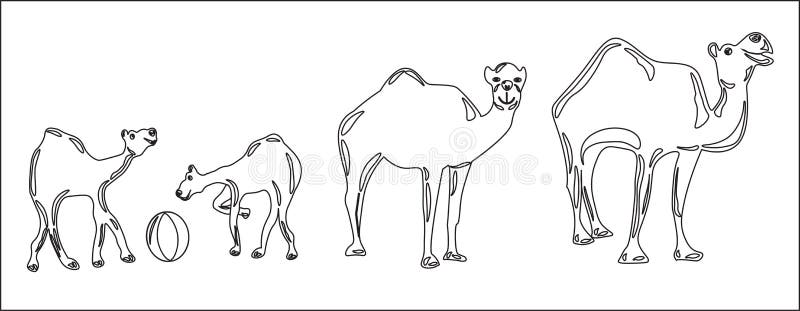 Family of Four Camels with a Ball Stock Vector - Illustration of ...