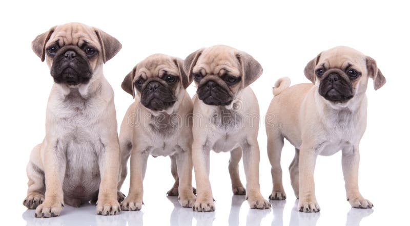 Family of Four Pugs on White Background Stock Photo - Image of squad ...