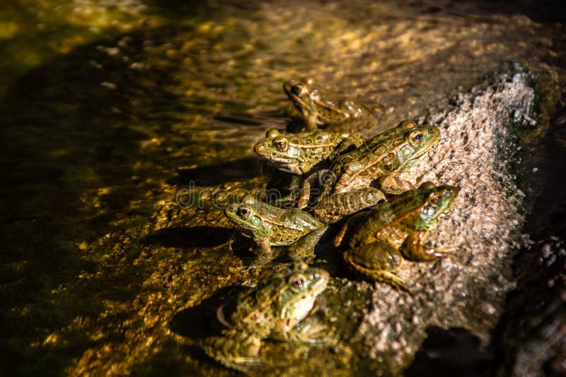 Family of Frogs stock photo. Image of wildlife, water - 31174586