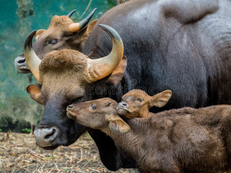 Family of gaur stock image. Image of endangered, creature - 76045595