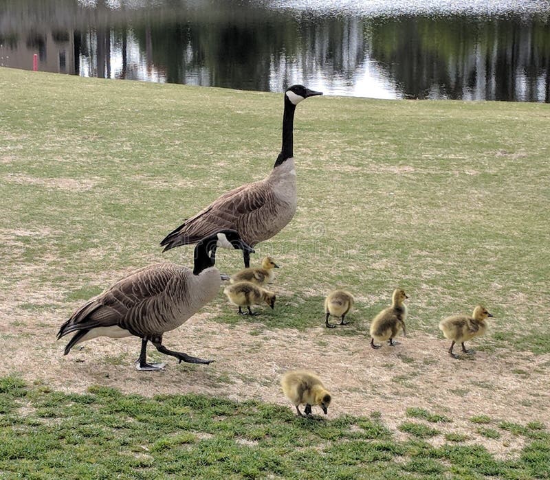 126 Golf Course Geese Stock Photos - Free & Royalty-Free Stock Photos ...