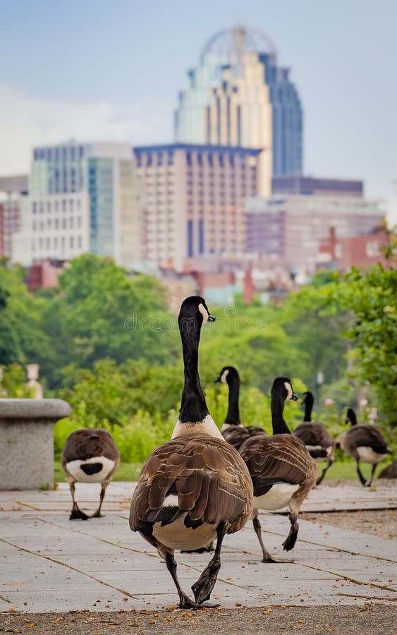 Family of Geese in Boston Park Stock Image - Image of reflection ...