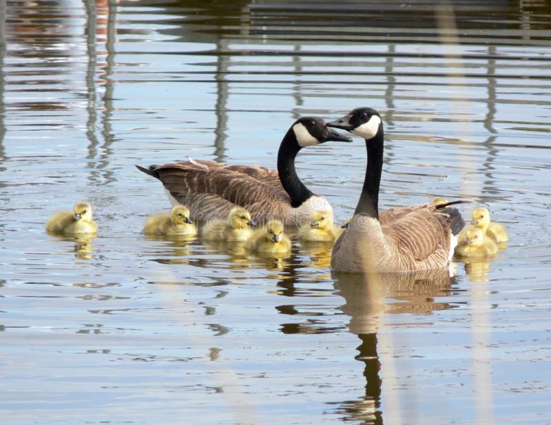 Family of geese in spring. stock photo. Image of chicks - 839288