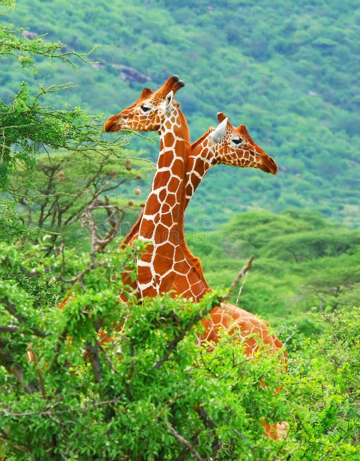 Giraffes mating stock image. Image of mate, african, giraffe - 21048293