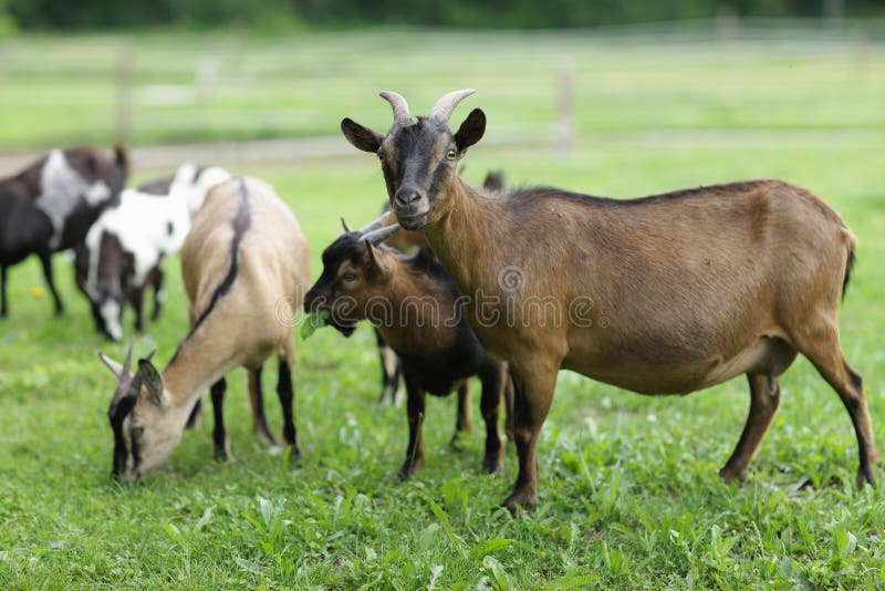 Family goat stock image. Image of summer, brown, farmyard - 25027515