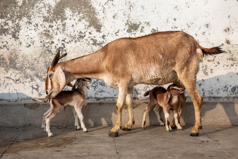 Family of Goats Basking in the Sun on a Peaceful Farm Stock Image ...