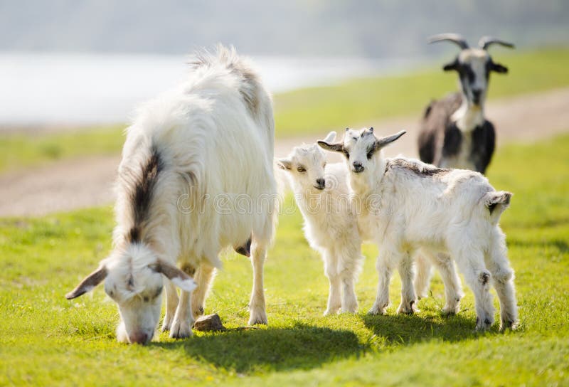 Family of goats eats grass stock image. Image of field - 91470211