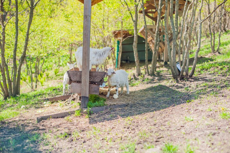 Family of goats on a farm stock photo. Image of clouds - 79923706
