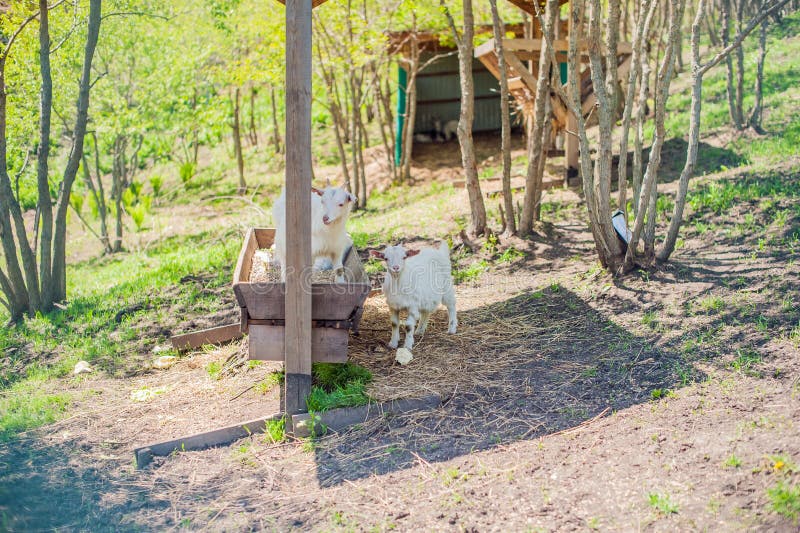 Family of goats on a farm stock photo. Image of grass - 79924208