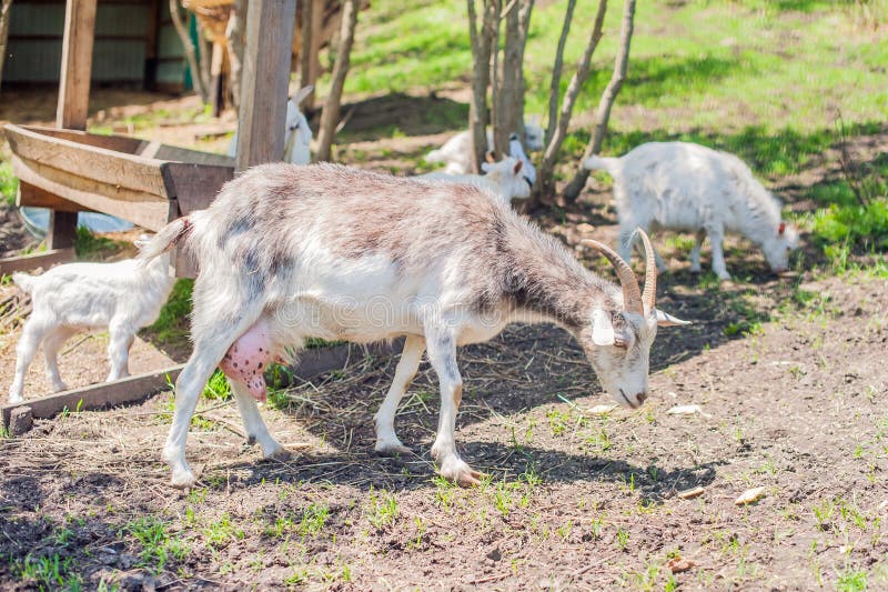 Family of goats on a farm stock photo. Image of hoofed - 79924786