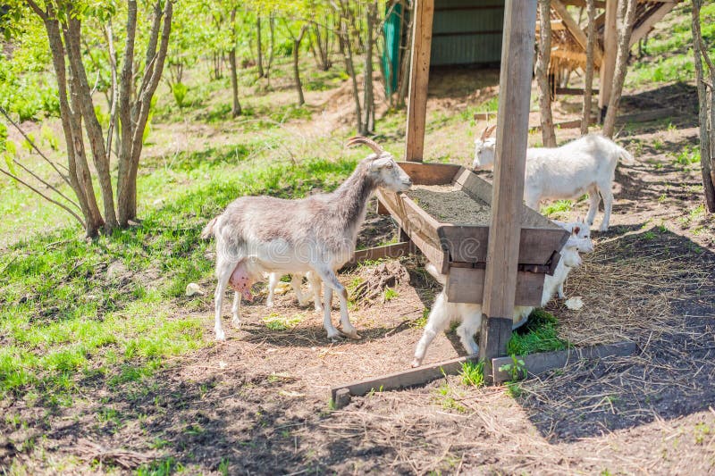 Family of goats on a farm stock photo. Image of cute - 79924744