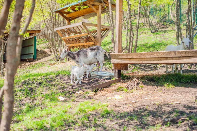 Family of goats on a farm stock photo. Image of hoofed - 79924786