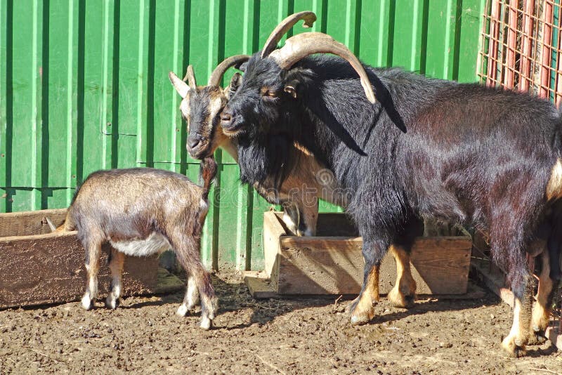 Family of goats stock image. Image of nature, horizontal - 44362293