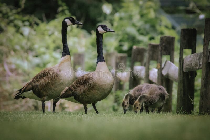 Family goose time stock image. Image of grass, chicken - 221531947
