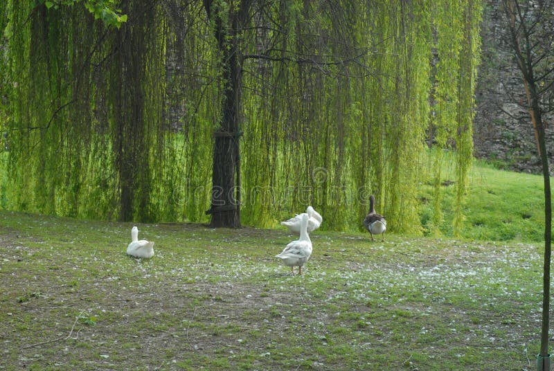 A Family Goose Under a Tree Stock Image - Image of duck, green: 147847715