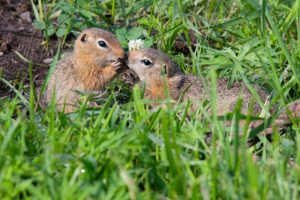 Family gophers stock photo. Image of life, rodent, prairie - 21144640