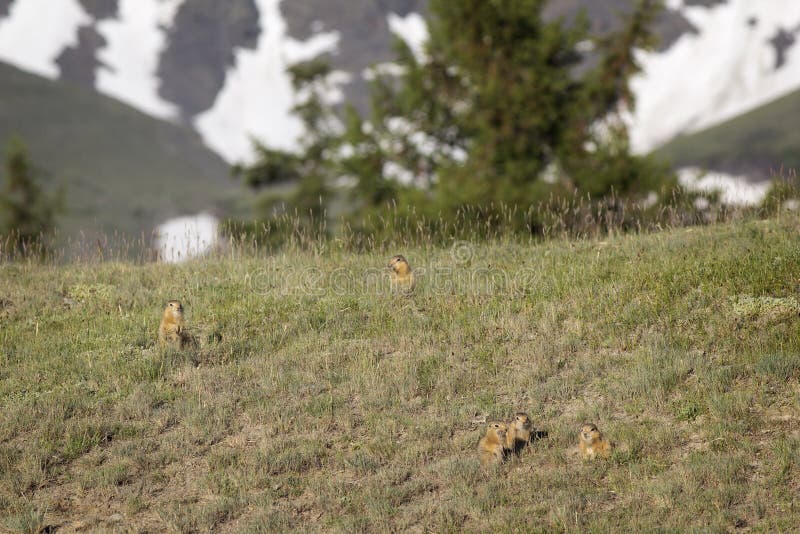 A Family of Gophers in the Grass Stock Image - Image of family, people ...