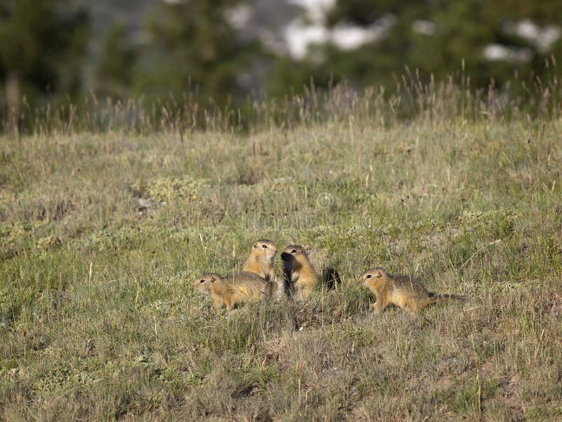 A Family of Gophers in the Grass Stock Photo - Image of rodent, focus ...