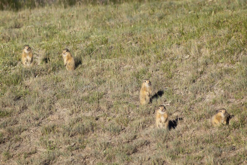 Family gophers stock image. Image of siberian, head, ground - 23427397