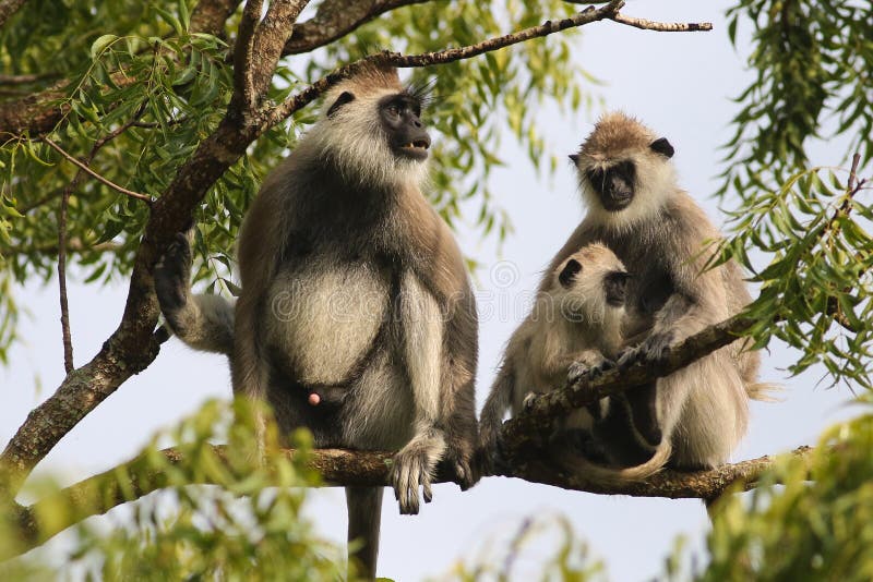 Family of Gray Langur Semnopithecus Priam Stock Photo - Image of wild ...