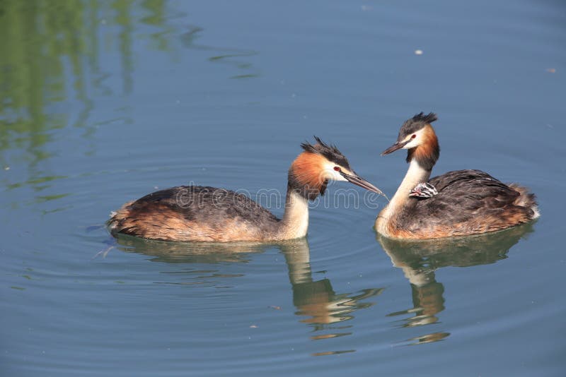 Family stock photo. Image of grebes, waterfowl, great - 31491186