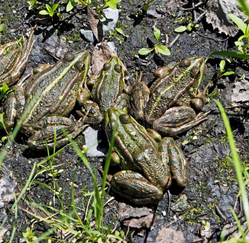 Family of Green Frogs Basking in the Sun on the Shore of a Pond Stock ...