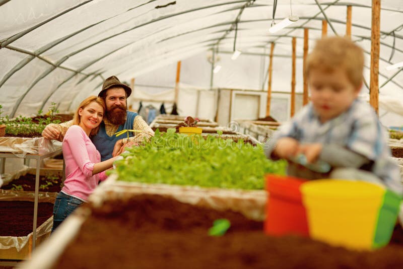Family in Greenhouse. Happy Family Work in Greenhouse. Greenhouse ... Family in Greenhouse. Happy Family Work in Greenhouse. Greenhouse ...
