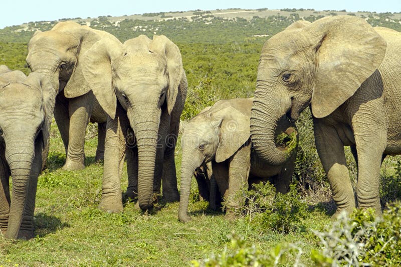 Family group of elephants stock image. Image of safari - 26372565