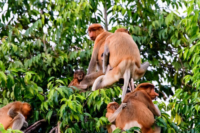 Group of Proboscis Monkeys stock photo. Image of kota - 20717952