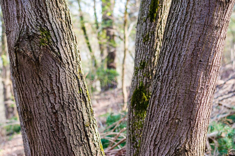 The Group of Several Trunks of One Tree in the Forest Stock Photo ...