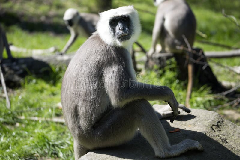 Family Hanuman Langur, Semnopithecus Entellus in India is Worshiped ...