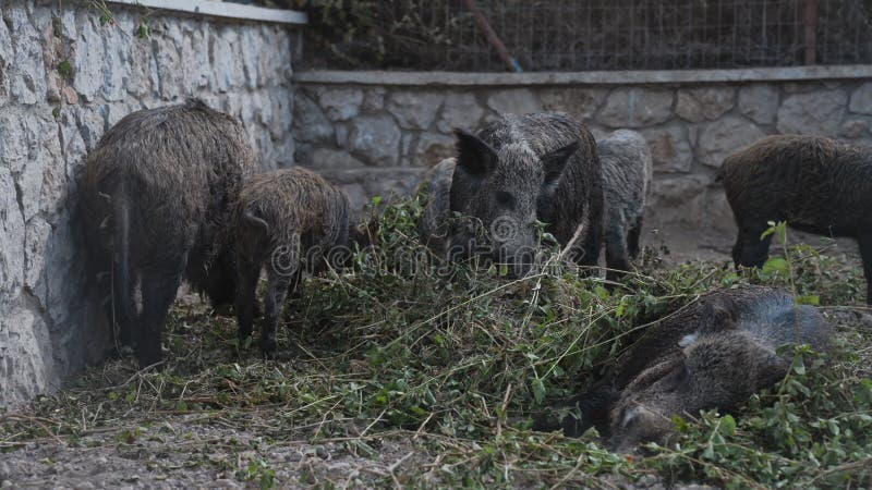 A Family of Happy Wild Boars Stock Footage - Video of boar, environment ...