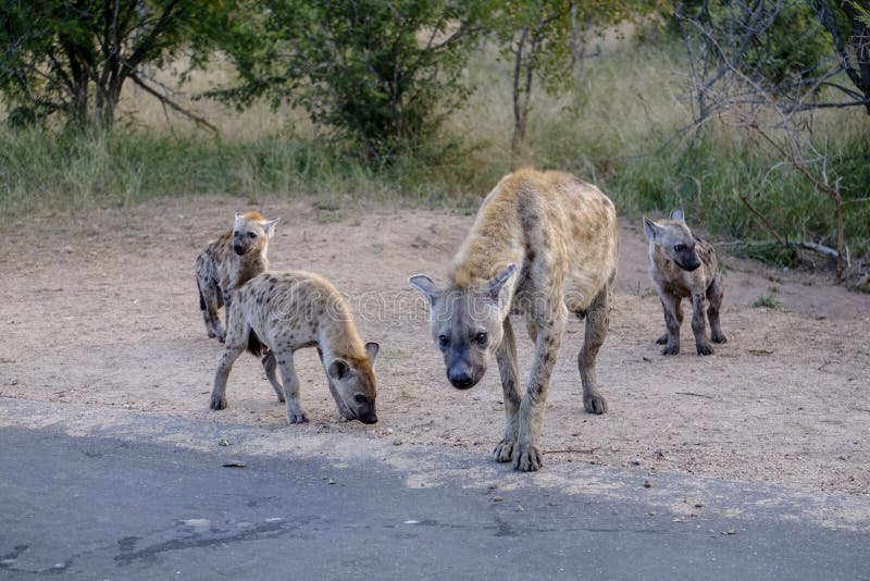 Family of hyenas and cubs stock photo. Image of mother - 143766138